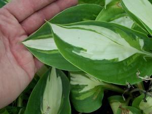 Hosta 'Chain Lightning' Hosta (Small) from Quackin Grass Nursery